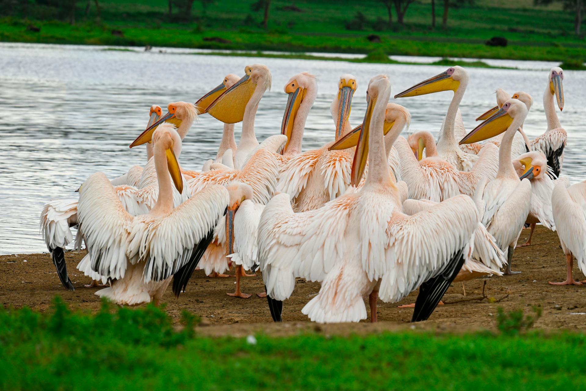 Lake Nakuru National Park, a Home of Pink Lake
